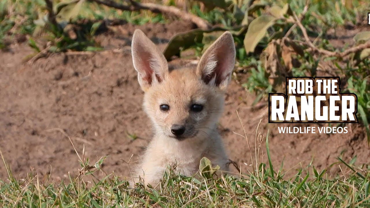 Witness intense activity at active black-backed jackal den in Maasai ...