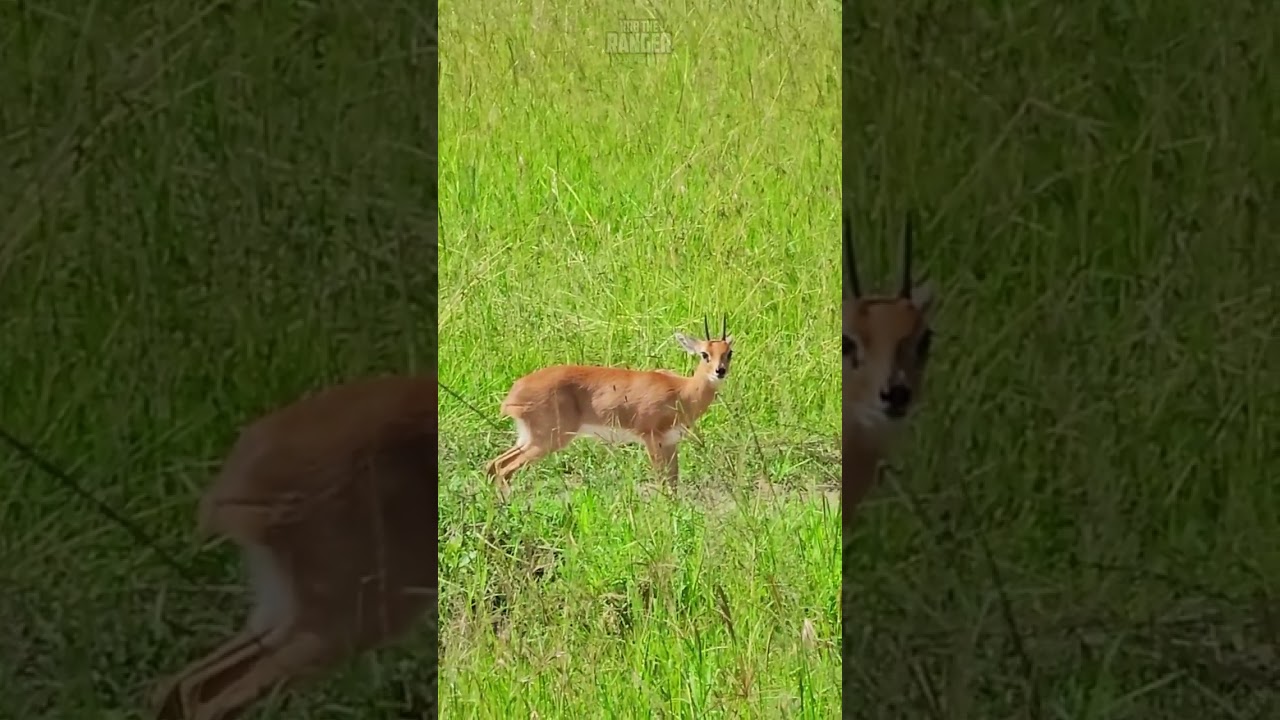 Fully-Grown Steenbok Antelope Caught on Camera in the Wild