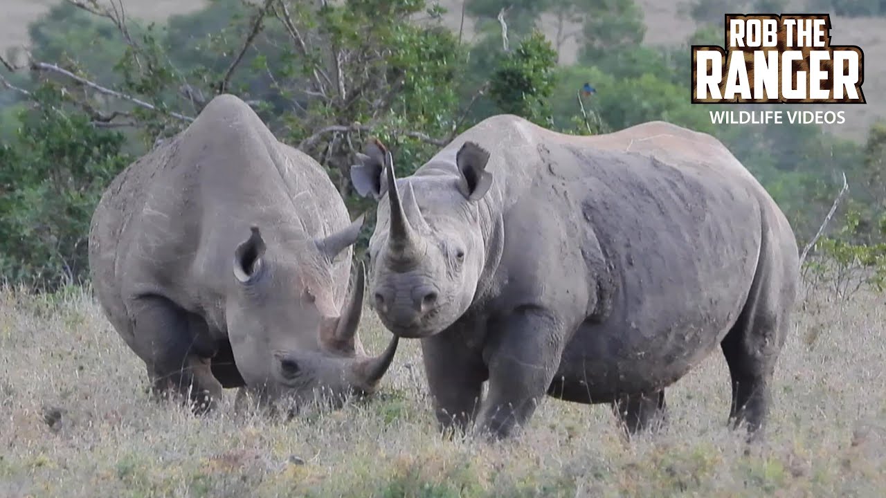 Must-See Black Rhino with Rare Third Horn