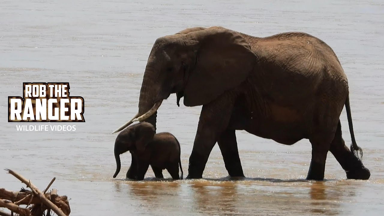 Elephants crossing a river in Samburu