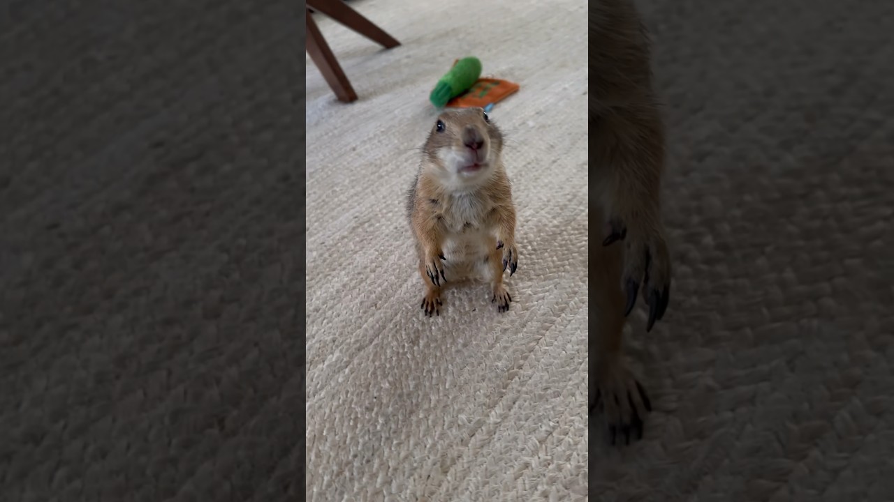 No snacks means no love from this determined prairie dog