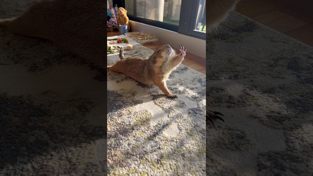 Prairie dog practices daily yoga stretches