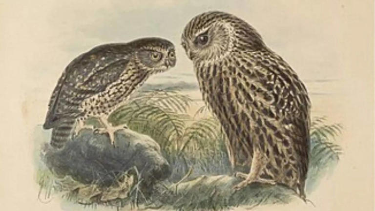 10 extinct bird species that scientists are working to bring back