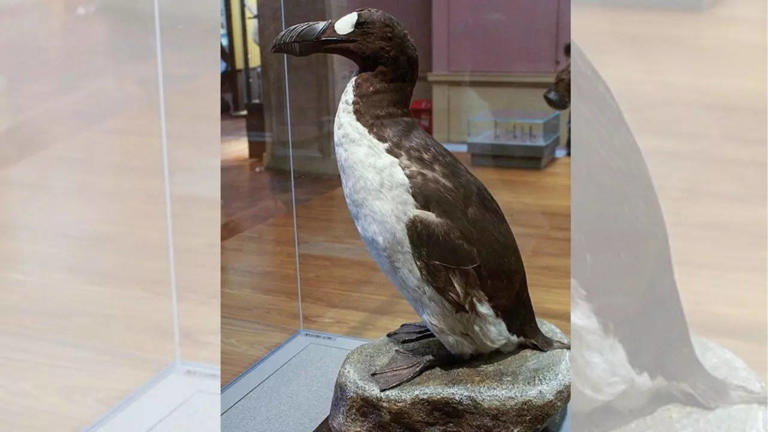 10 extinct bird species that scientists are working to bring back