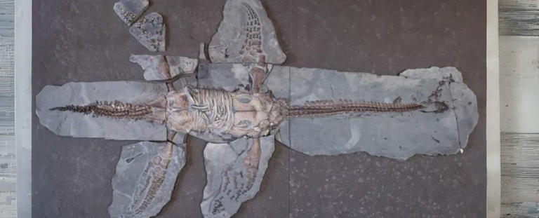 Amazing Fossil Reveals Turtle-Like Scales on Jurassic Plesiosaur