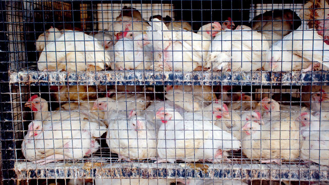GBS outbreak: FDA warns against undercooked chicken as cases rise