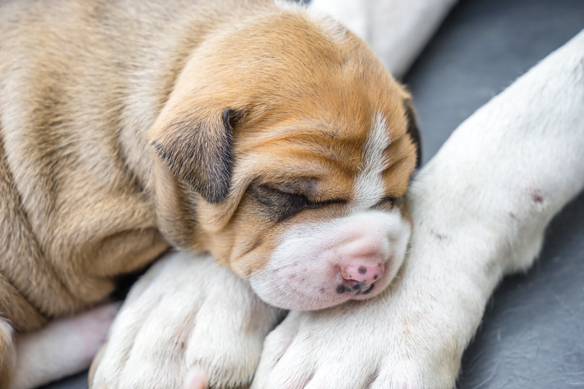 Happy Staffy Beams with Pure Joy During Adorable Play Session with New ...