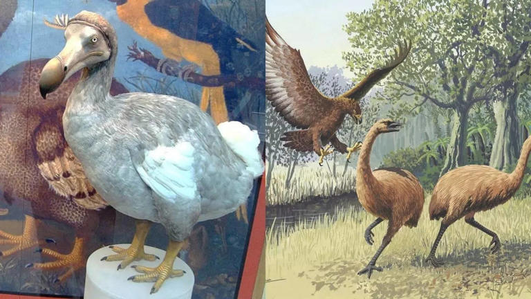 10 extinct bird species that scientists are working to bring back