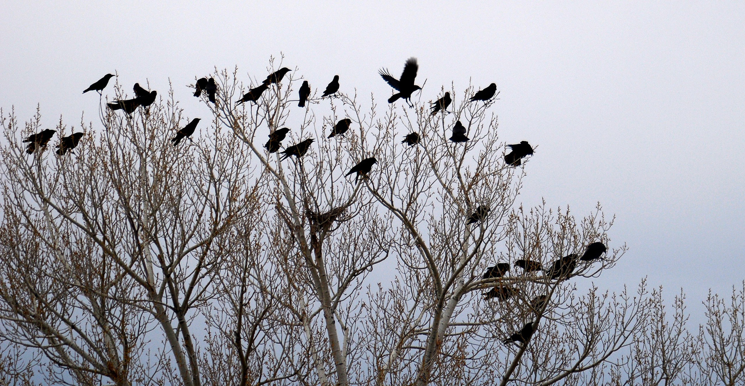 10 health benefits of chewing cloves daily