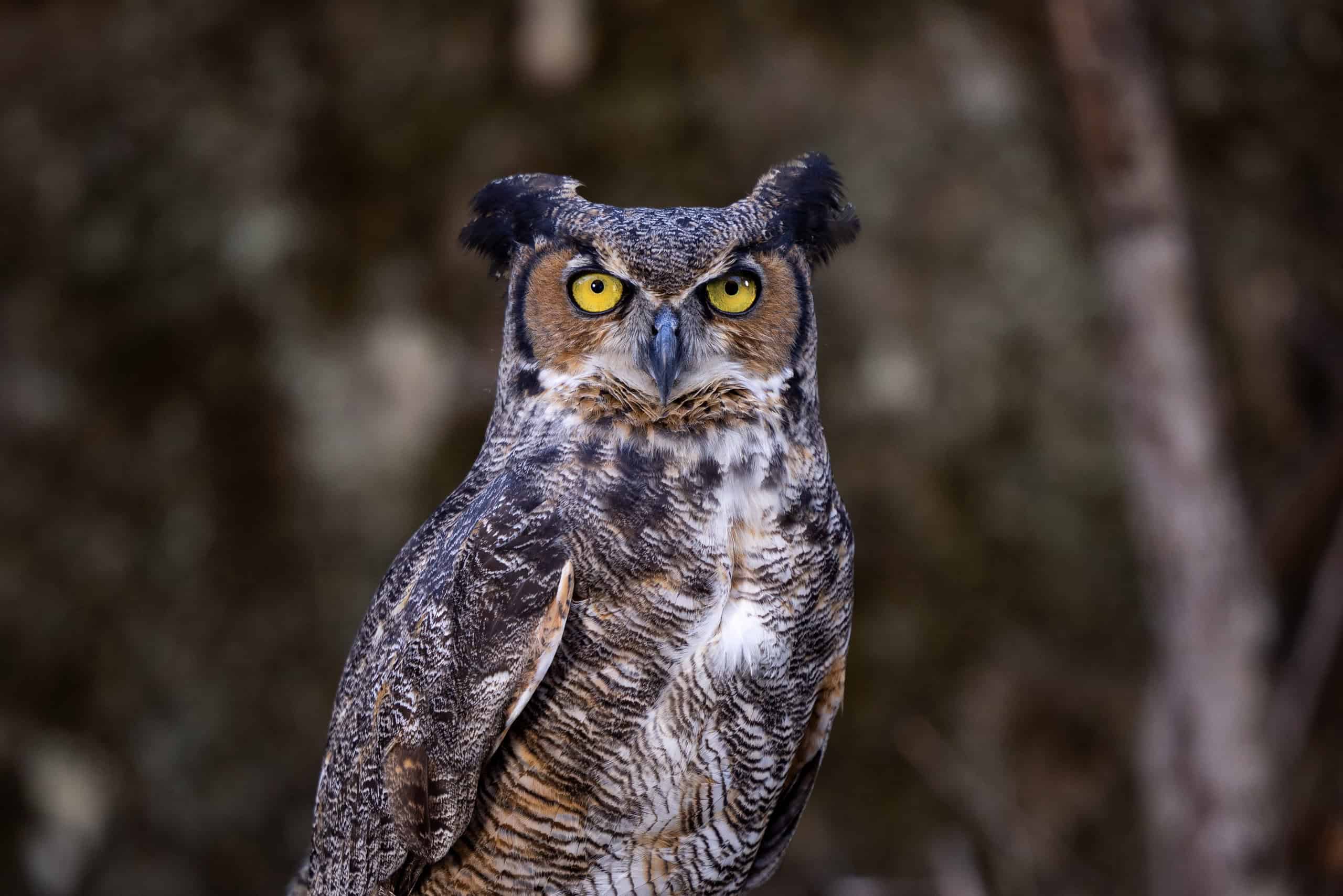 Why Up to 90% of Raptors Don’t Survive Their First Year