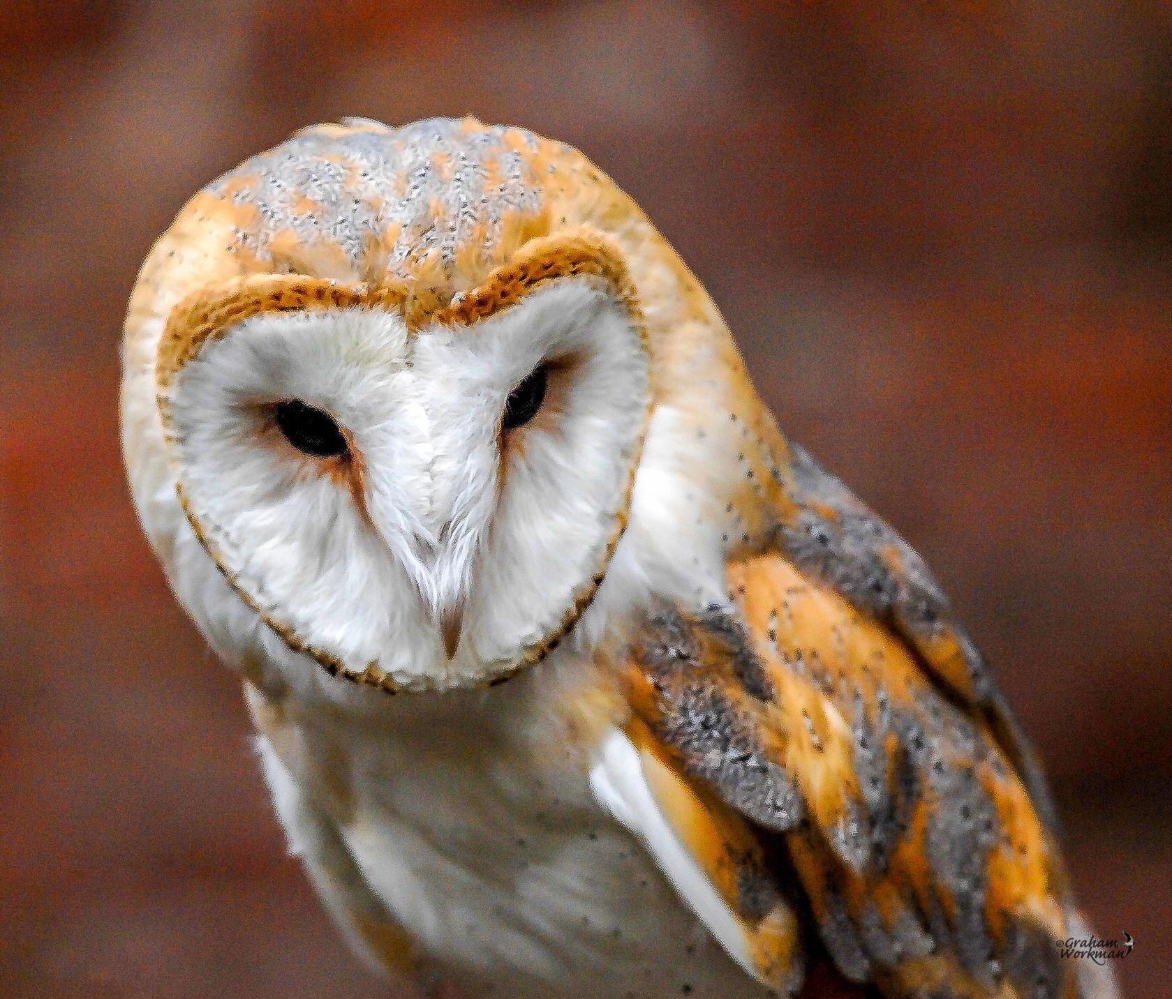 Graham Workman column: Ghost Owl