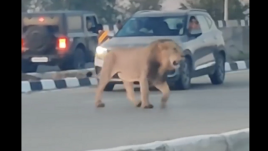 Lion casually strolls on Gujarat highway as vehicles stop for the king ...
