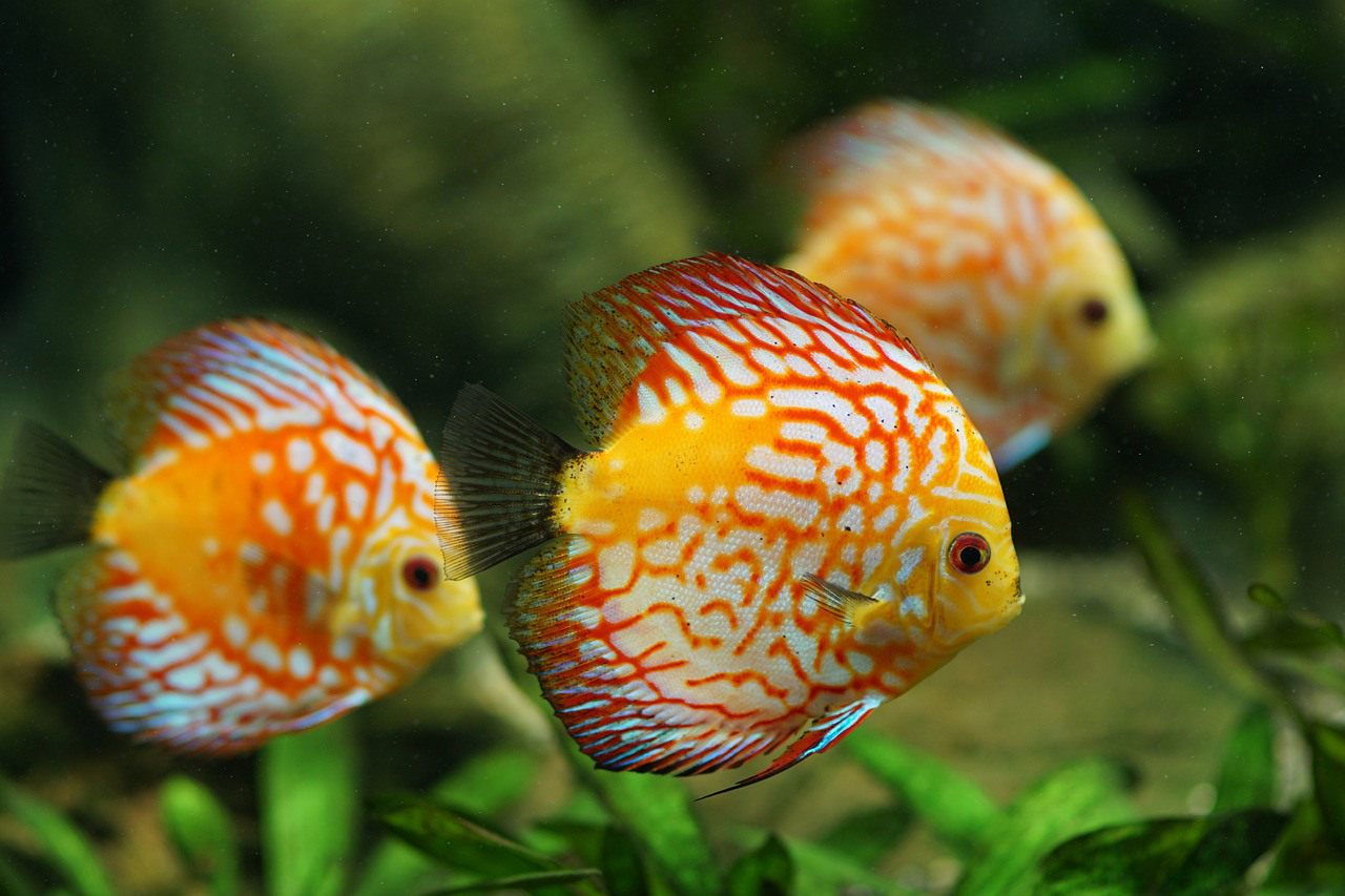 Everything You Need to Know About The Amazonian Jewel, The Discus Fish Everything You Need to Know About The Amazonian Jewel, The Discus Fish