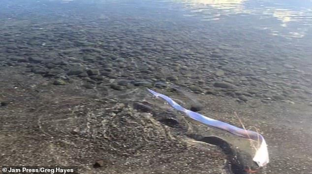 'Doomsday' fish found in Canary Islands sparks fears of disaster