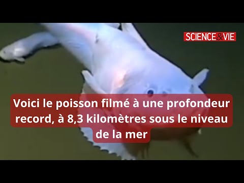 Voici le poisson filmé à une profondeur record, à 8,3 kilomètres sous ...