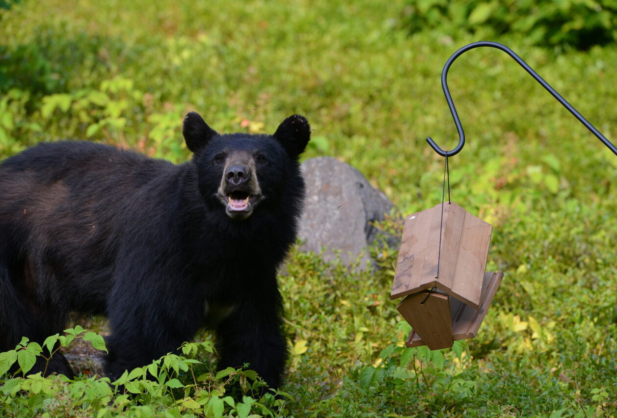 When do black bears in MA wake up from hibernation? It depends. Here's ...