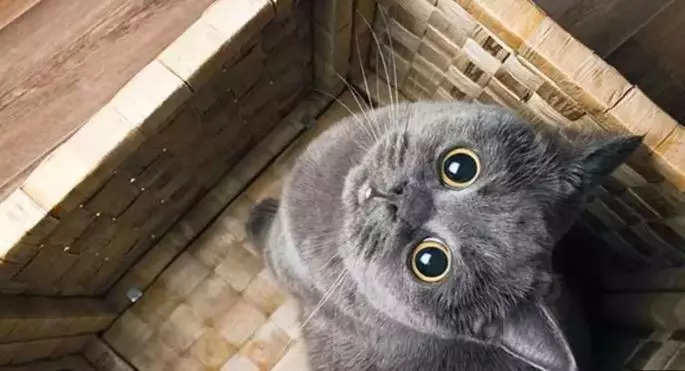 Lucky Creatures: 7 Animals That Are Considered Fortunate Worldwide