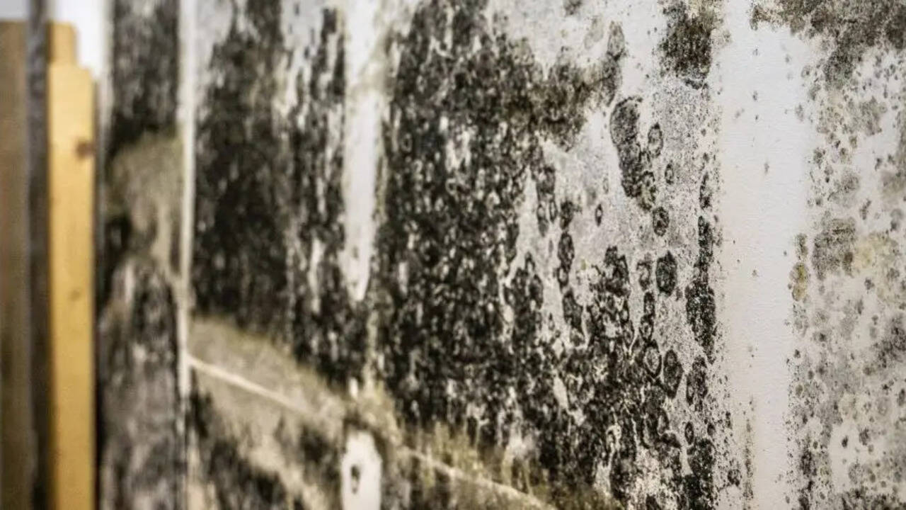 Black Mold Can Harm Your Brain- Is It Dangerous For Health?