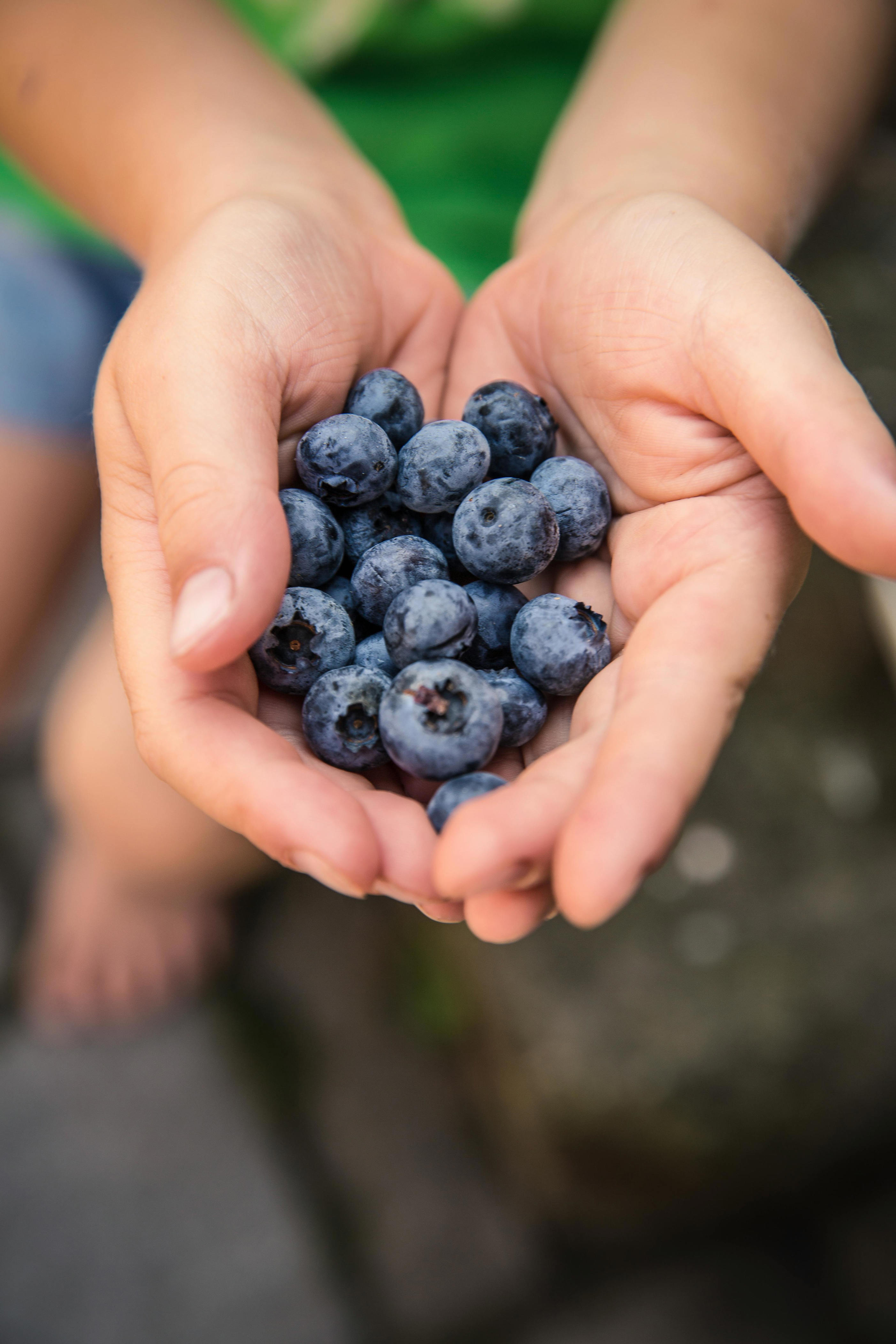5 reasons blueberries are the ultimate weight loss superfood