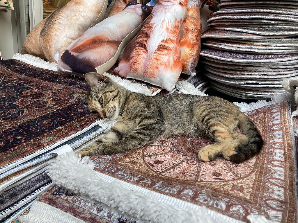 Navštivila jsem "Catstanbul". Žije zde až 750 tisic kocek. Toto mesto ...