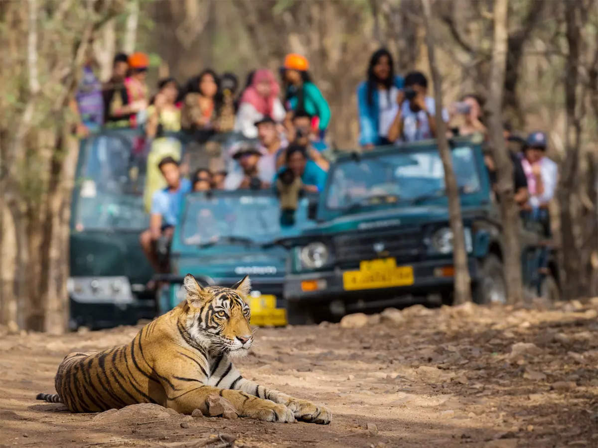 Why February is the best time to visit Ranthambore National Park