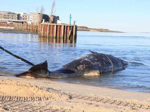 Der tote Pottwal auf Sylt: Die Bilder des Tieres