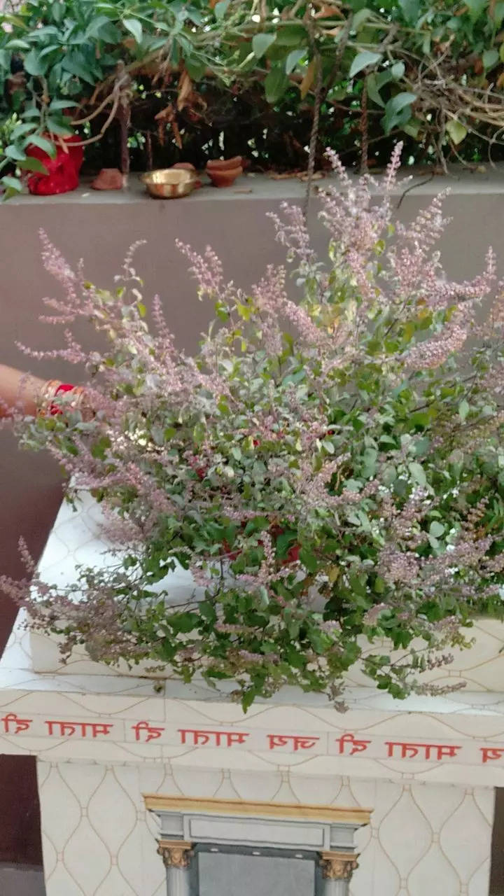 How to save and nourish a dying Tulsi plant