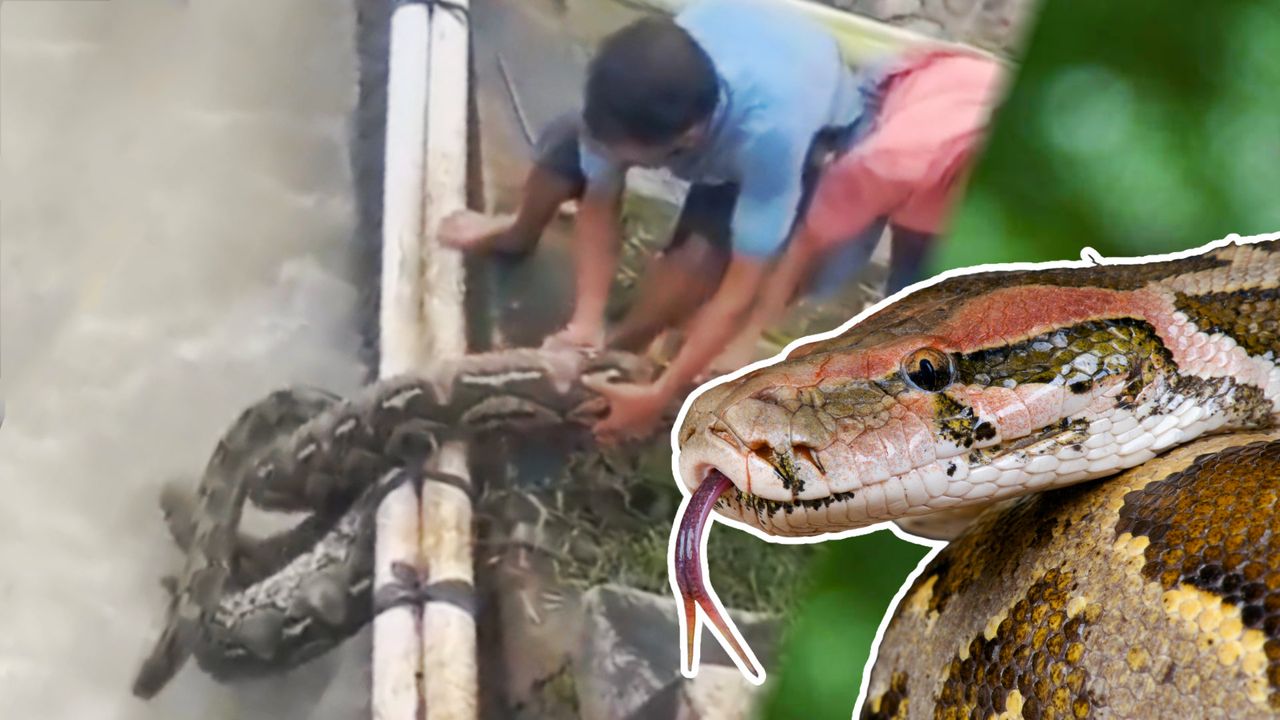 Indonésie : un python géant de 6,7 m capturé dans un canal