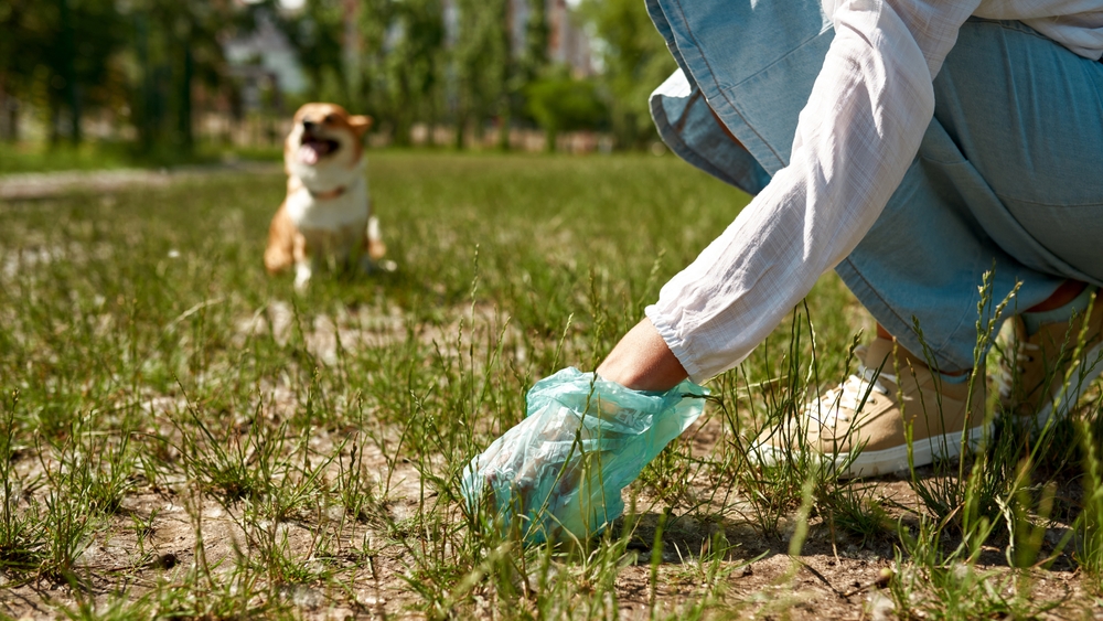 How exposure to dog waste can harm your health