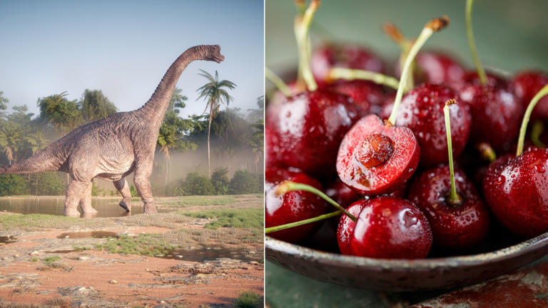 How dinosaur extinction triggered fruit evolution and shaped human survival