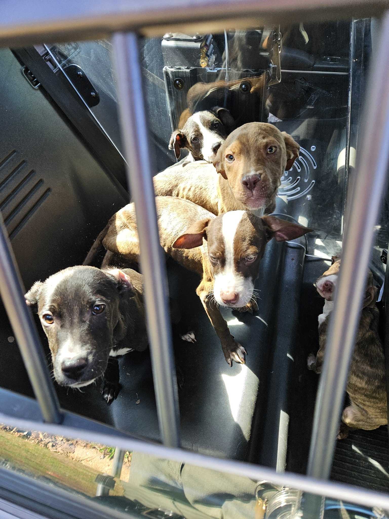 Tip about neglected dogs leads to home in 'complete disarray'; 21 ...