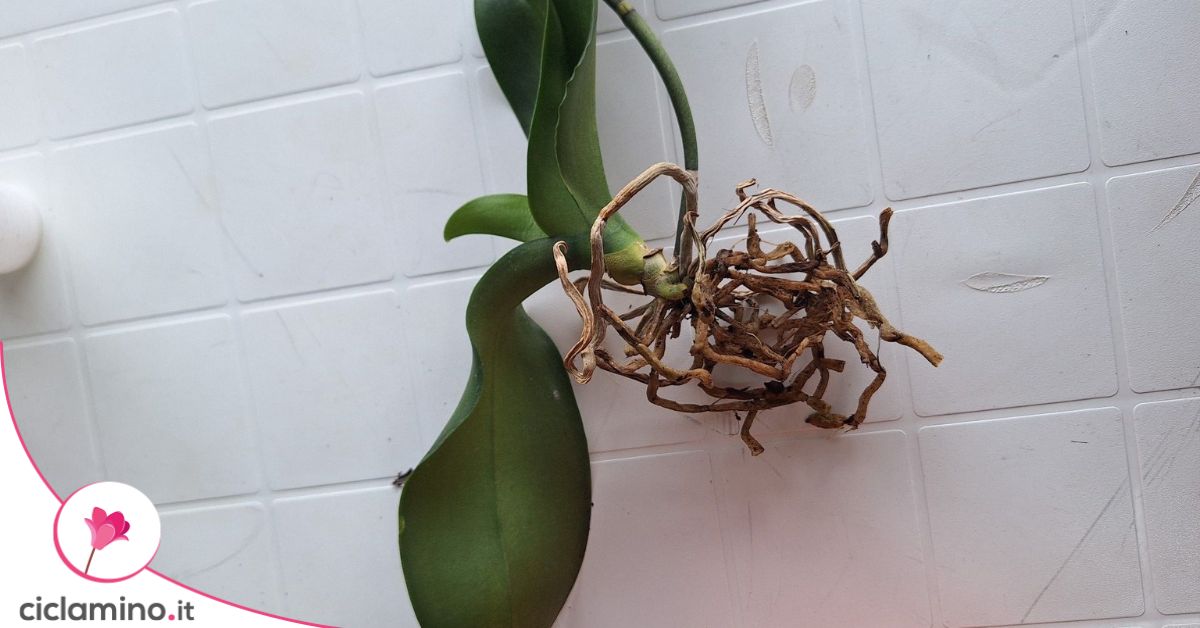 Quando l’orchidea ha le radici così secche c’è solo una cosa da fare