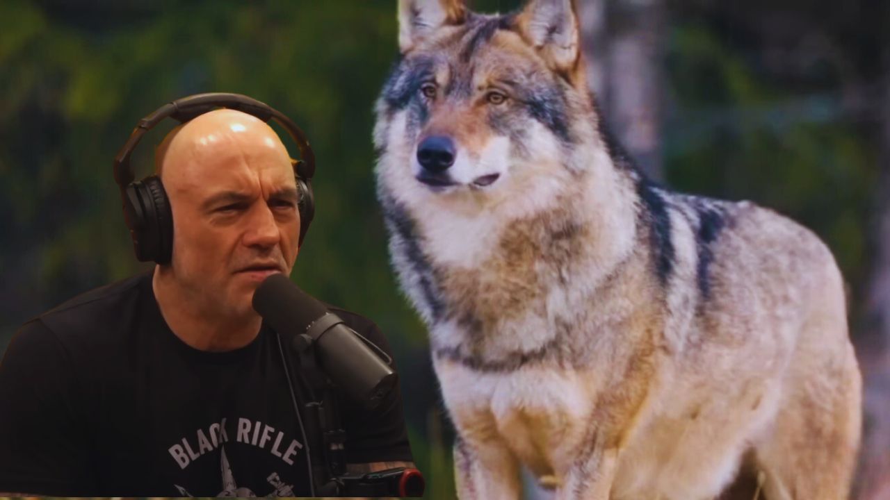 Colorado Secretly Releases Wolves Into the Wild and Joe Rogan Is Not ...