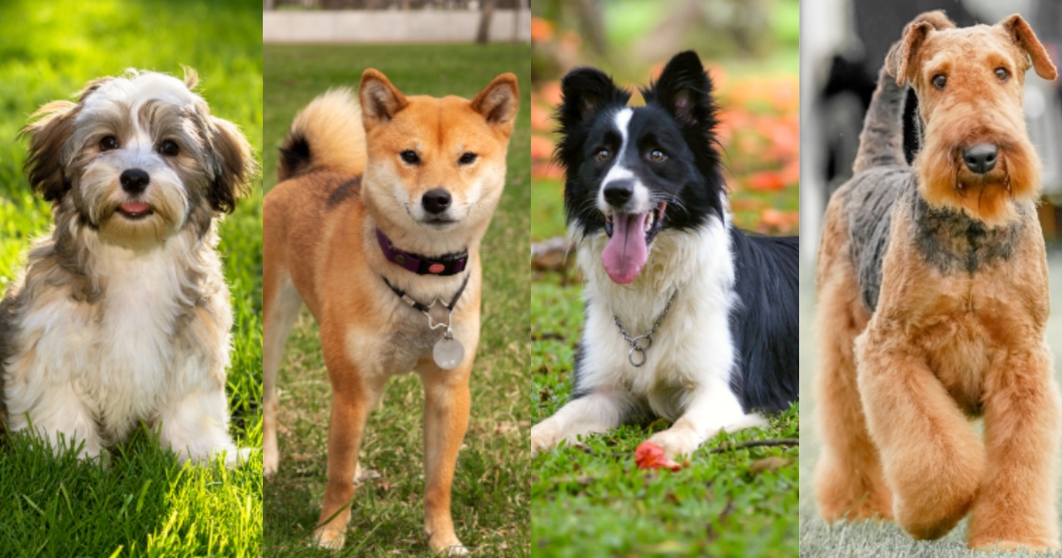 The 13 Healthiest Dog Breeds That Will Be Your Loyal Companion for Years