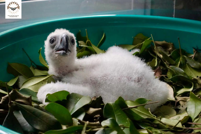 Philippine eagle 'Riley' hatches at Davao sanctuary