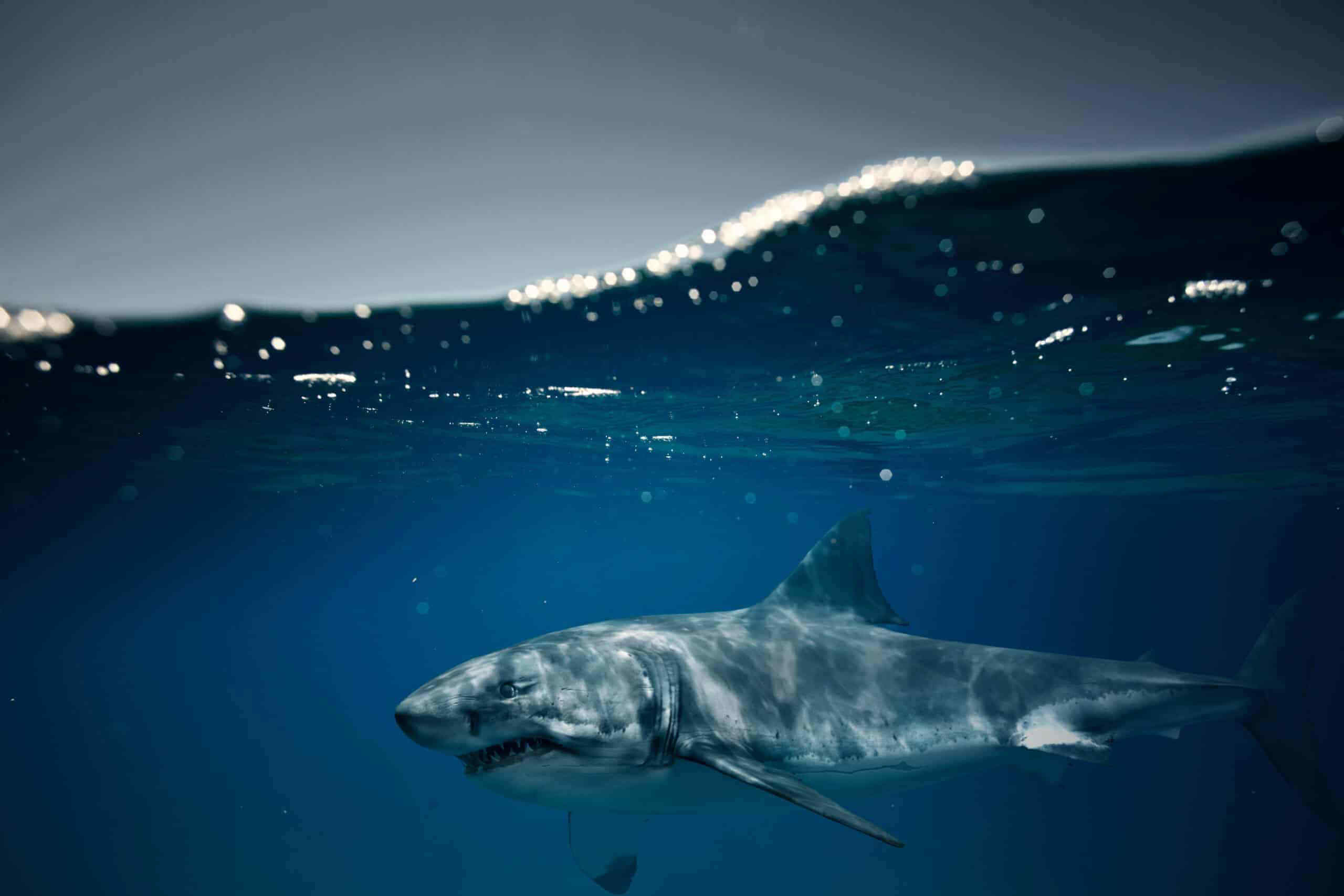 This Enormous Shark Left Scientists in Awe—Here’s Why This Enormous Shark Left Scientists in Awe—Here’s Why