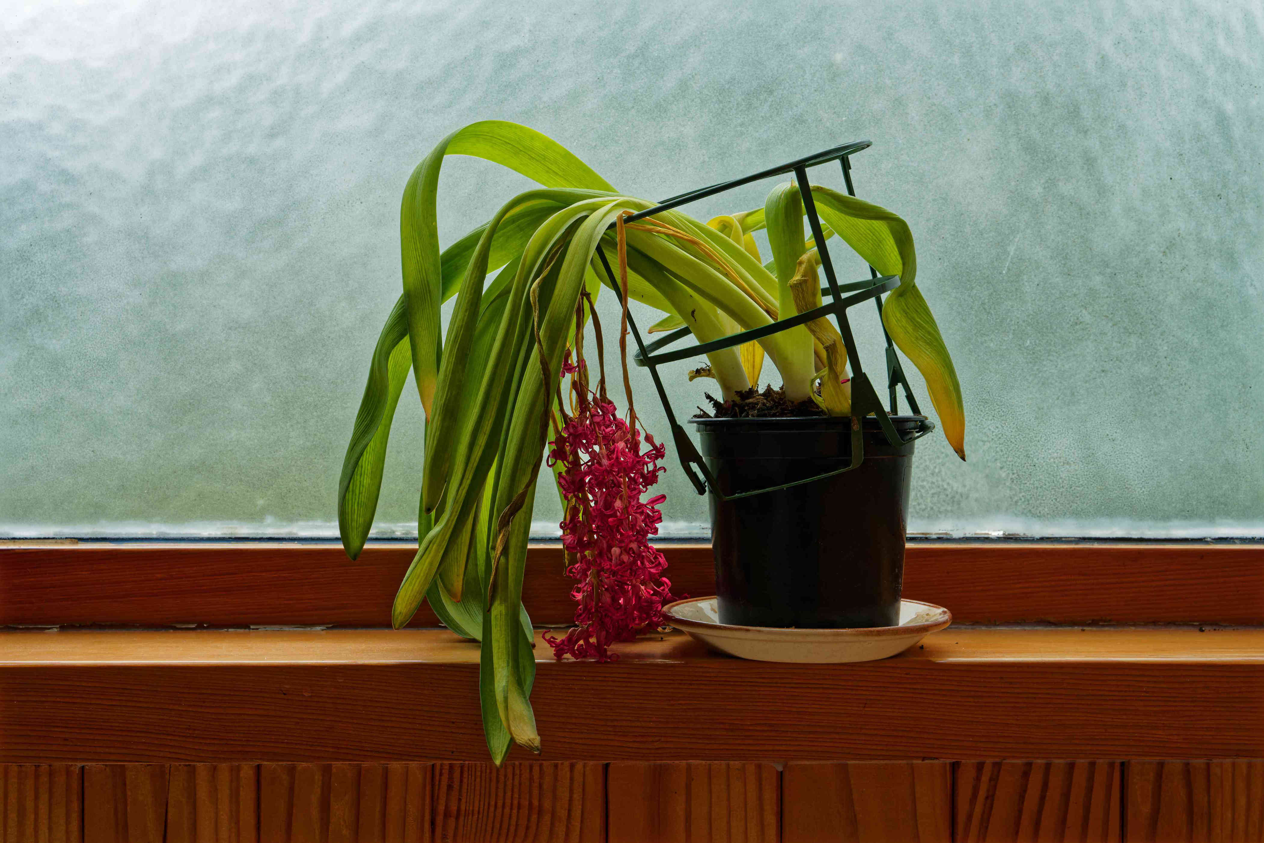 Don't Toss Your Dead Houseplant — This Easy Trick Tells You If It's ...