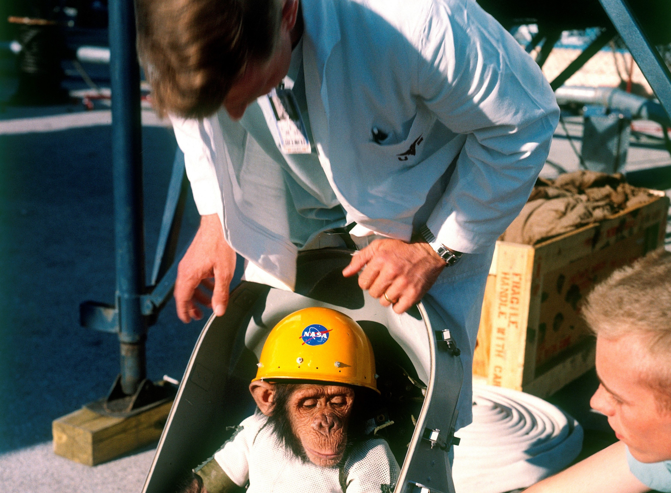 Critters of the final frontier: animals that have been to space