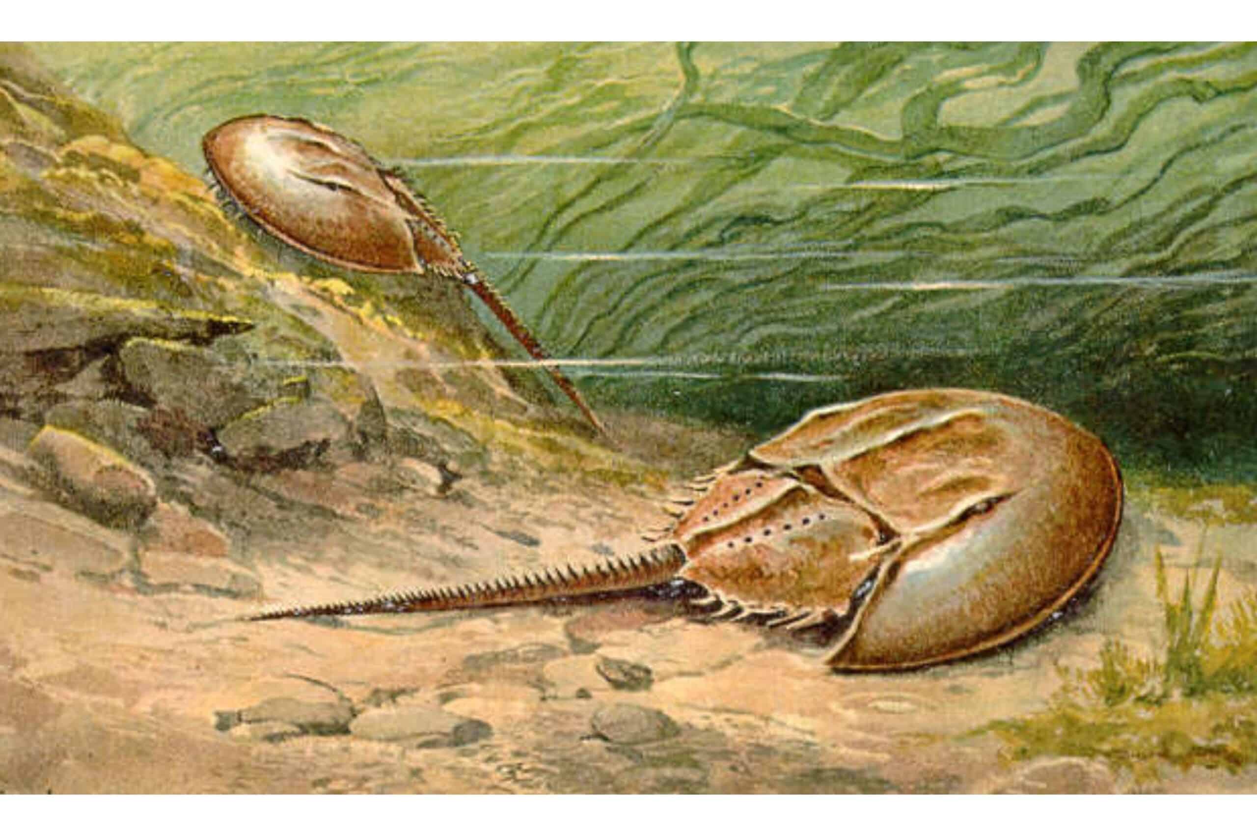 10 Ancient Creatures That Should Be Extinct—But Somehow Still Exist