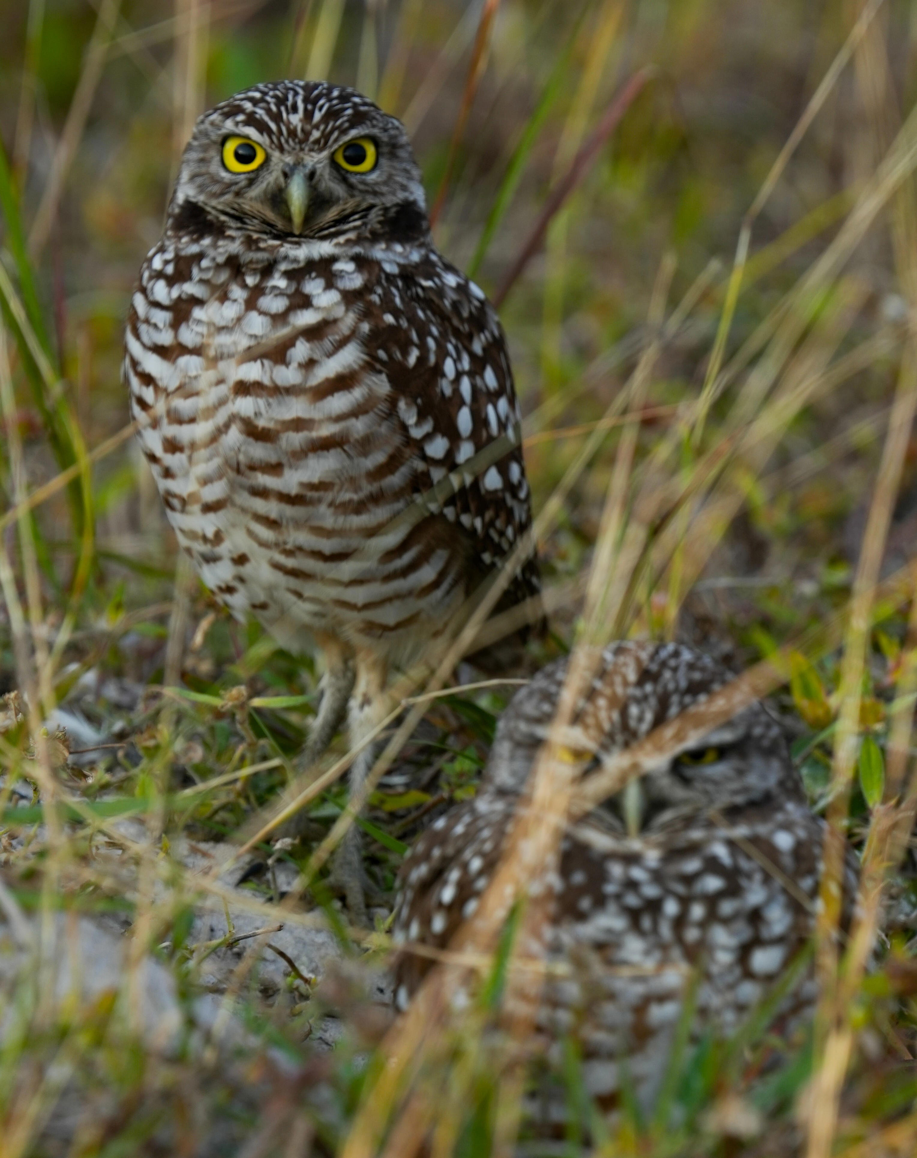 Cape Coral's burrowing owls: All about the bird and Saturday's festival