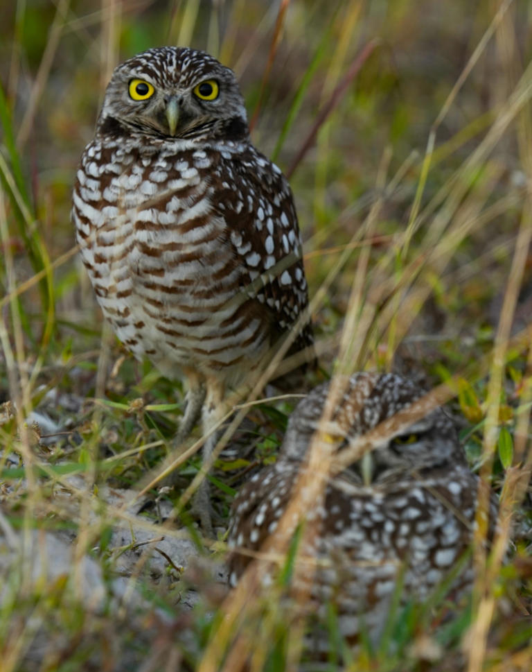 Cape Coral's burrowing owls: All about the bird and Saturday's festival