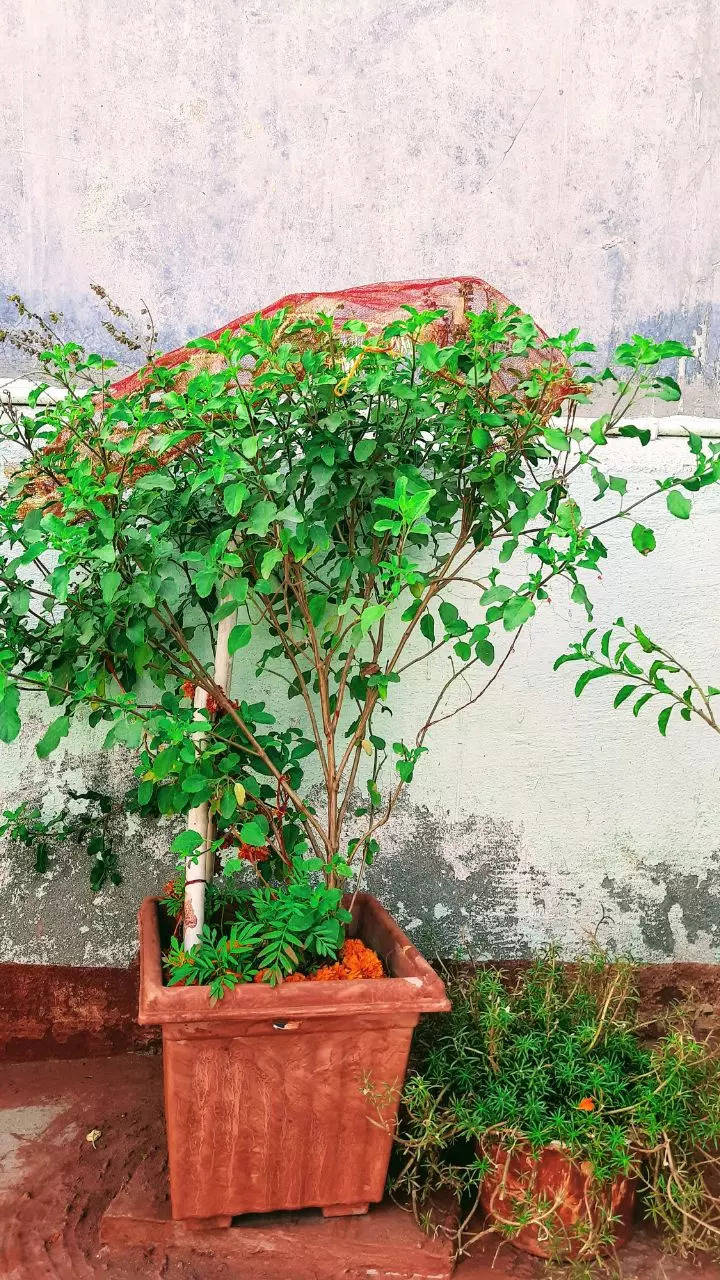 How to save and nourish a dying Tulsi plant