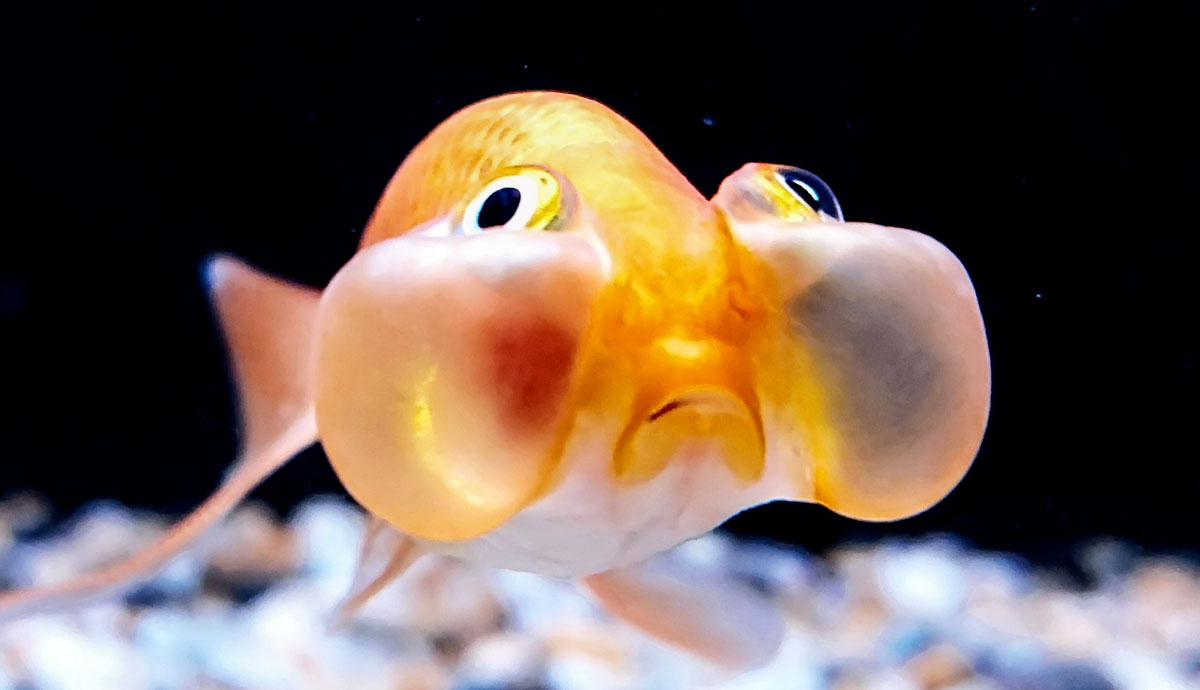 6 Facts About the Bubble-Eyed Goldfish