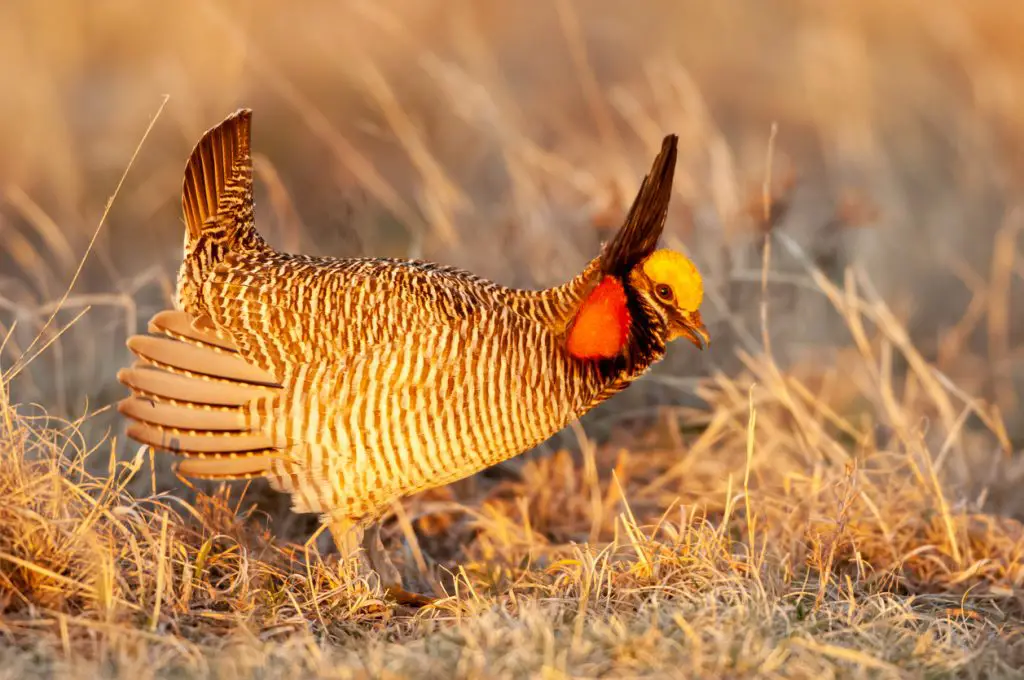 Chuckwagon Cuisine: 14 Wild West Foods That Cowboys Loved to Eat