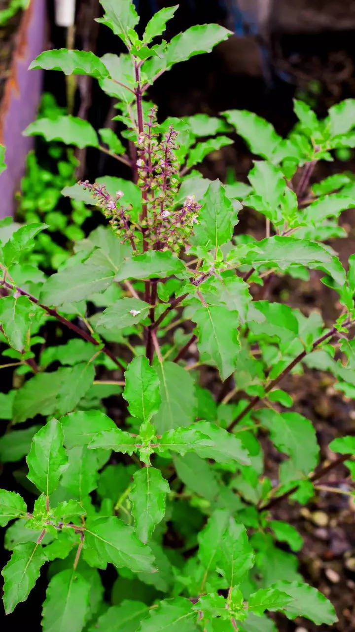 How to save and nourish a dying Tulsi plant
