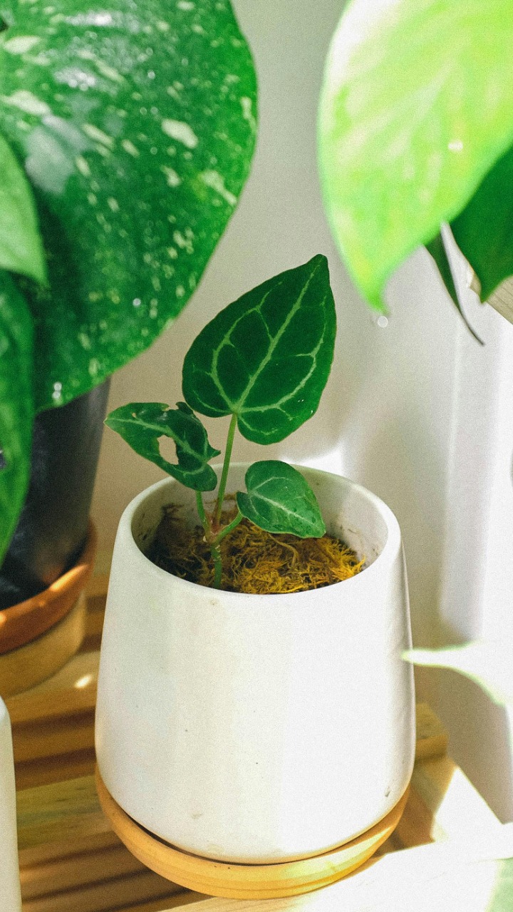 9 best indoor plants to grow in the spring season