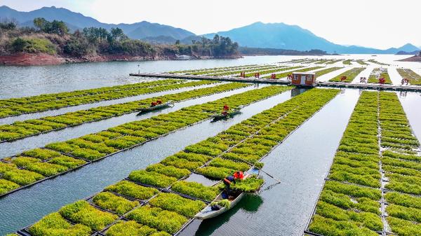 浙江淳安：千岛湖“湖上菜园”春收忙