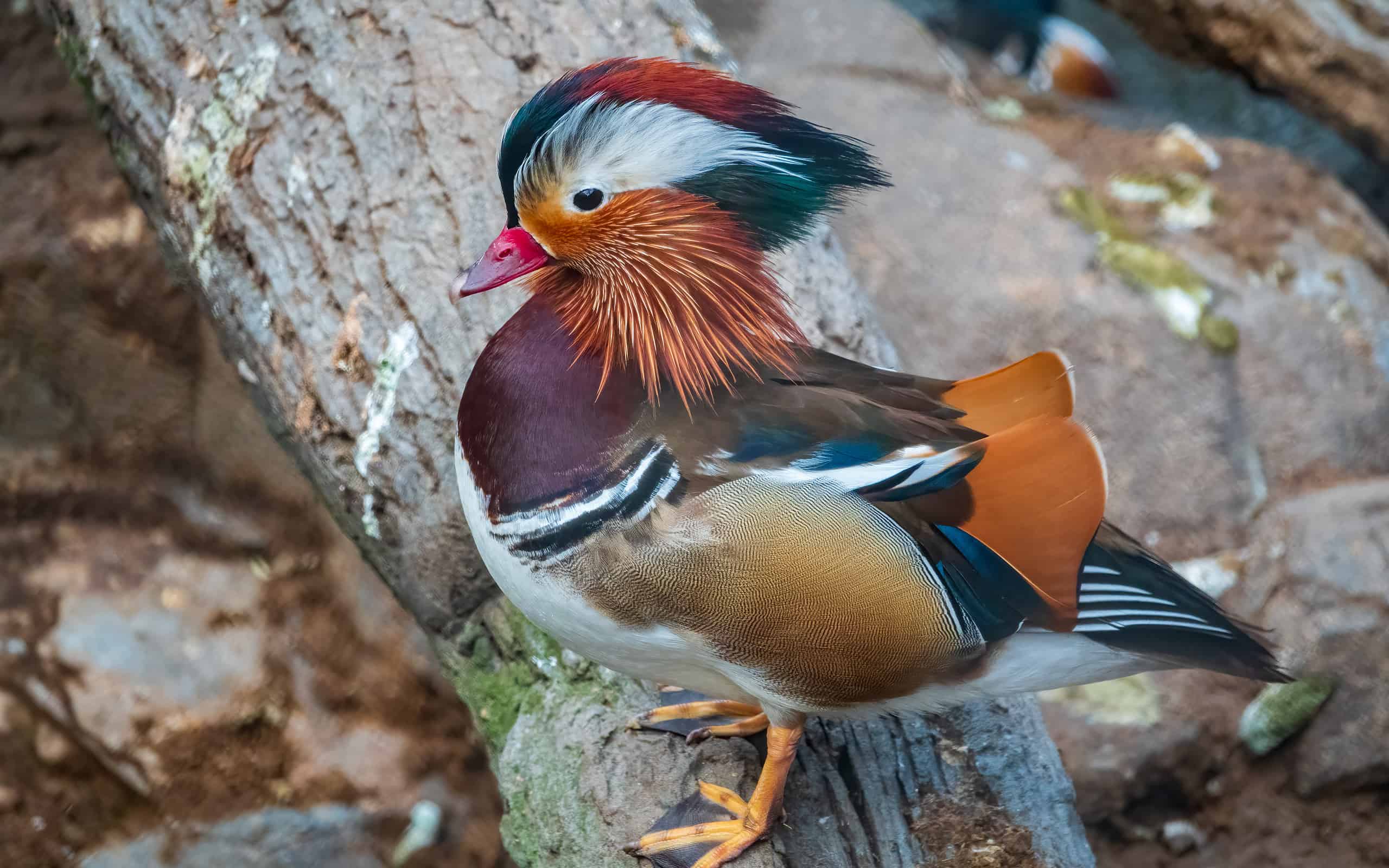 13 of the Most Beautiful Wild Animals in the U.S.