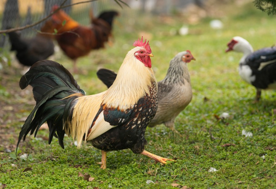 Nelson County man charged in connection with chicken-fighting event