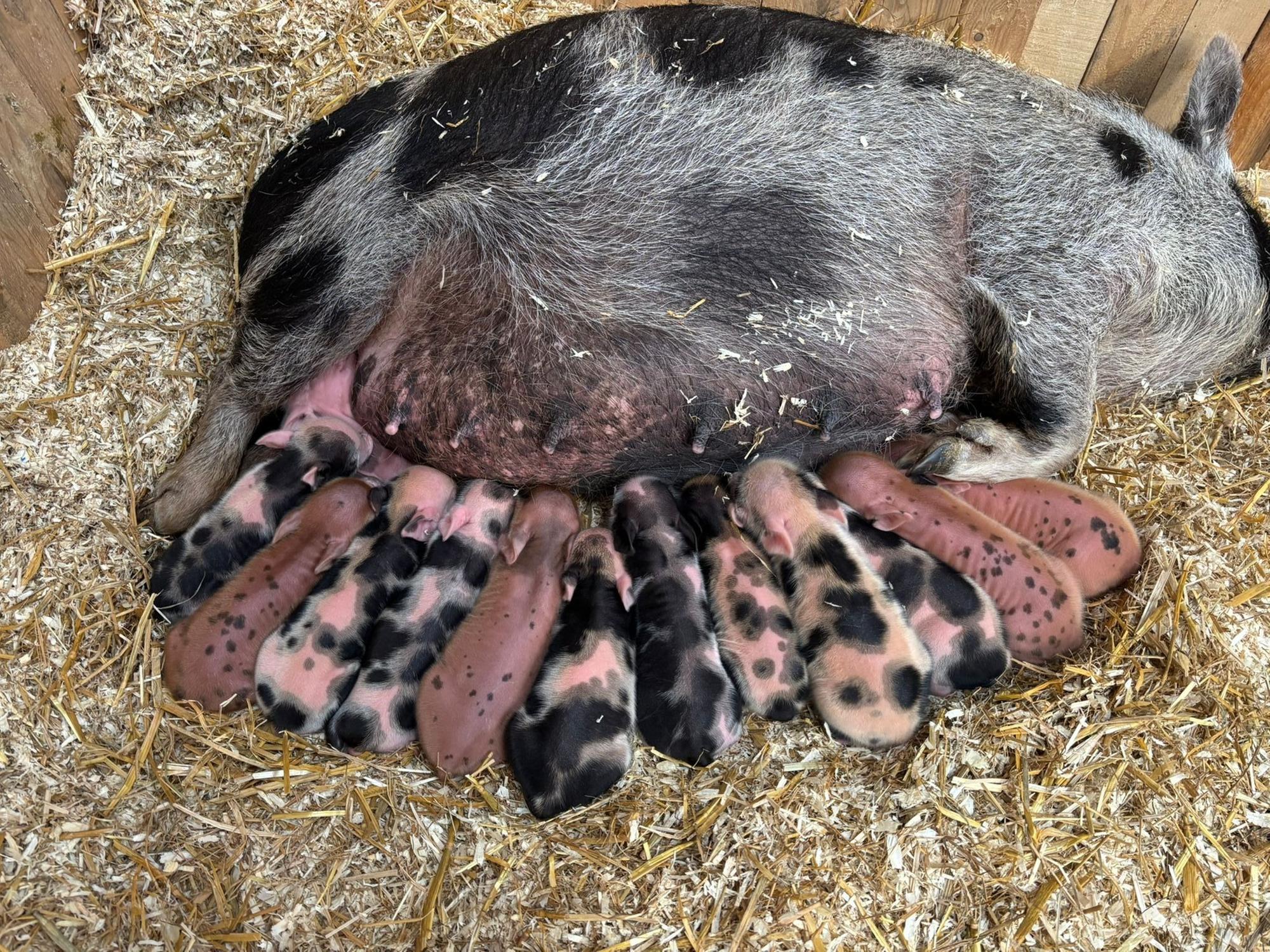 Record breaking thirteen piglet litter born at Bucks farm attraction